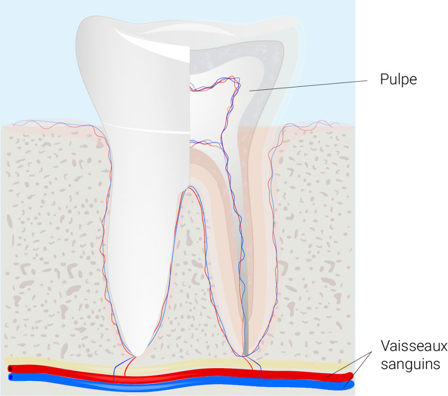 Examen et prévention à Victoriaville - Centre Dentaire Arthabaska